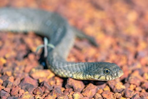 Serpente boipeva no Parque Nacional da Chapada dos Veadeiros - também ...