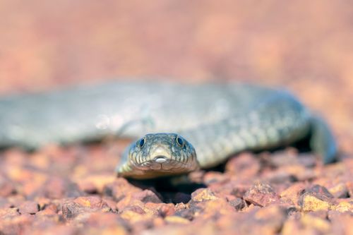 Serpente boipeva no Parque Nacional da Chapada dos Veadeiros - também ...