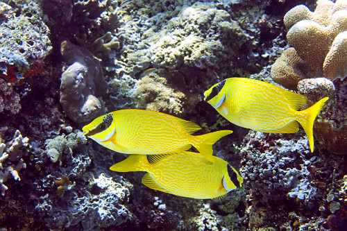Princesa Peixe Papagaio Juvenil