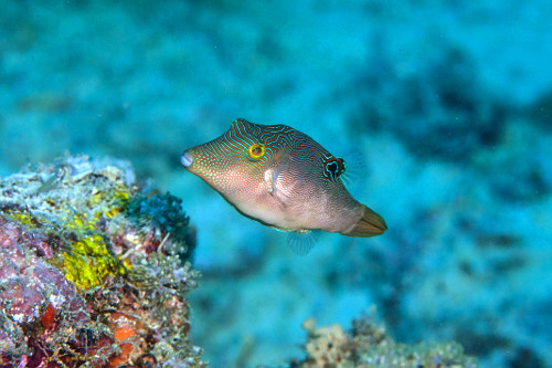 Princesa Peixe Papagaio Juvenil