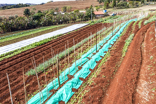 Plantação de tomate envarado em propriedade rural e ao fundo moradias ...