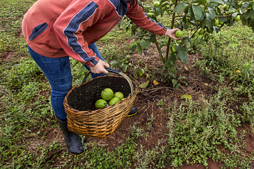Colheita de goiaba | Pulsar Imagens | Banco imagens do Brasil