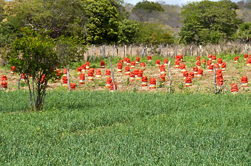 Roça de cebola irrigada no sertão de Pernambuco - área rural de Cabrobó ...