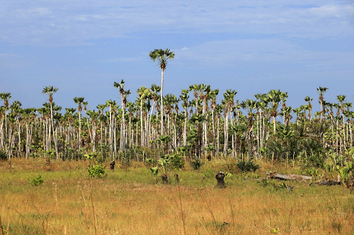 Carnaúbas em Área de Proteção Ambiental Delta do Parnaíba - bioma ...