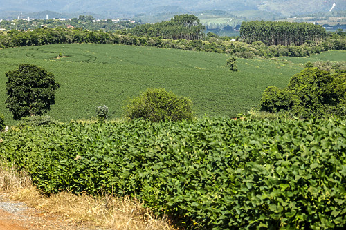 Vista de drone da área rural com policultura praticada em sítio com ...