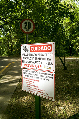 Detalhe de carrapato-estrela na pele humana - também denominado ...